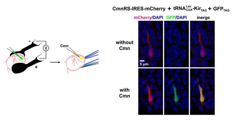 Expansion of the genetic code | Wang Lab